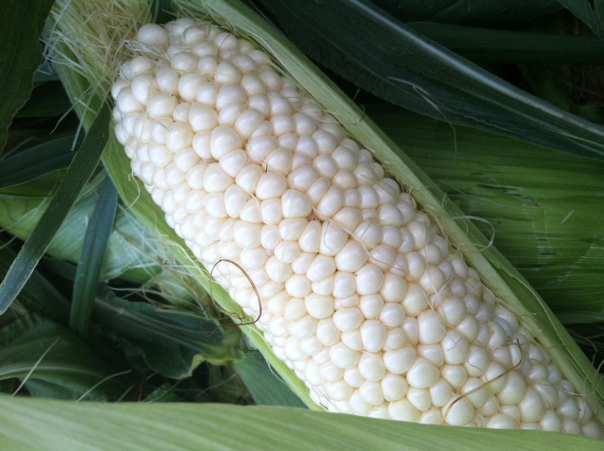 Corn | The Foodie Pilgrim